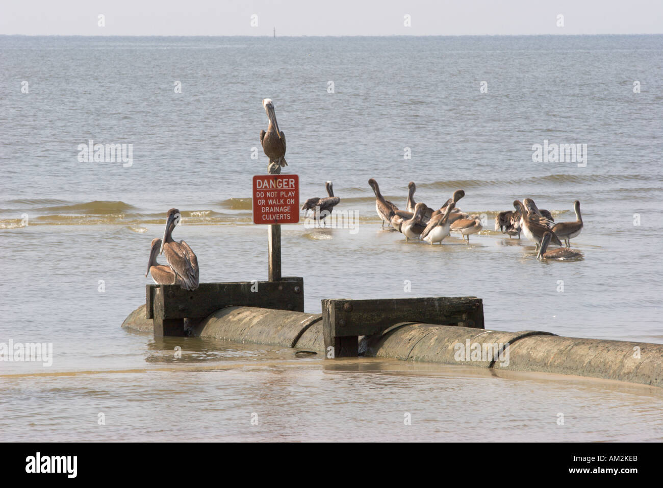 Brown Pelicans on sand and drainage pipe along Highway 90 in Biloxi ...
