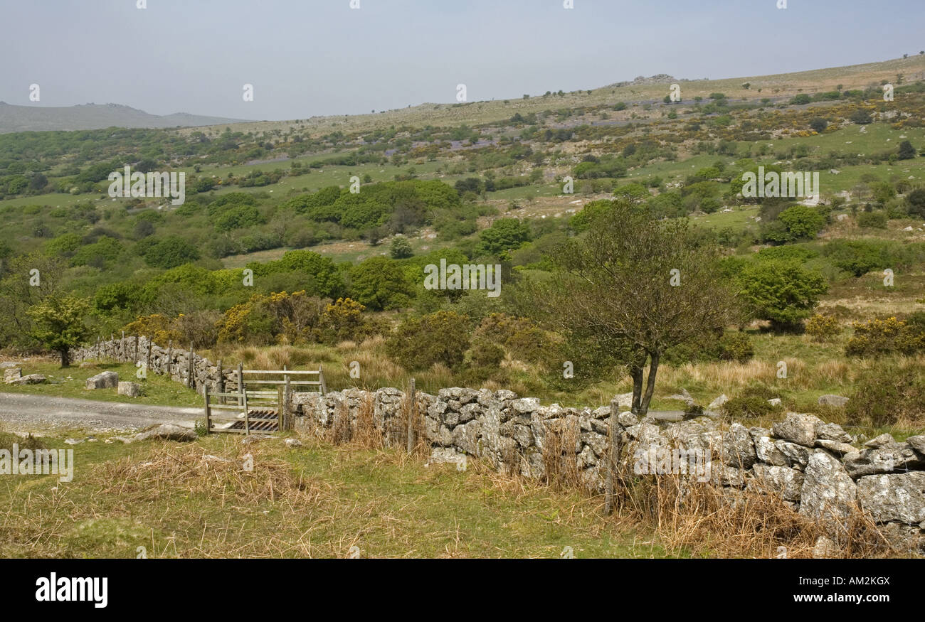 On Dartmoor, Devon, looking north towards the disused Swelltor quarries ...