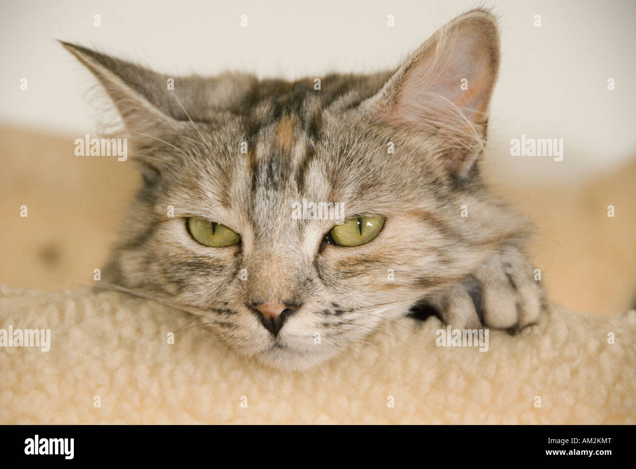 Head shot of Norwegian forest cat cross hanging over ledge Stock Photo ...