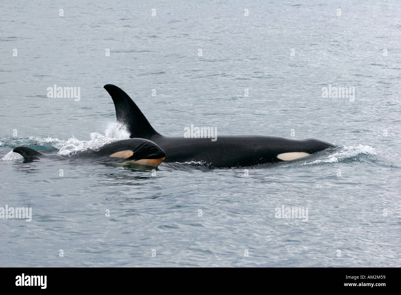Orca with baby Kenai Fjords National Park Alaska Stock Photo - Alamy