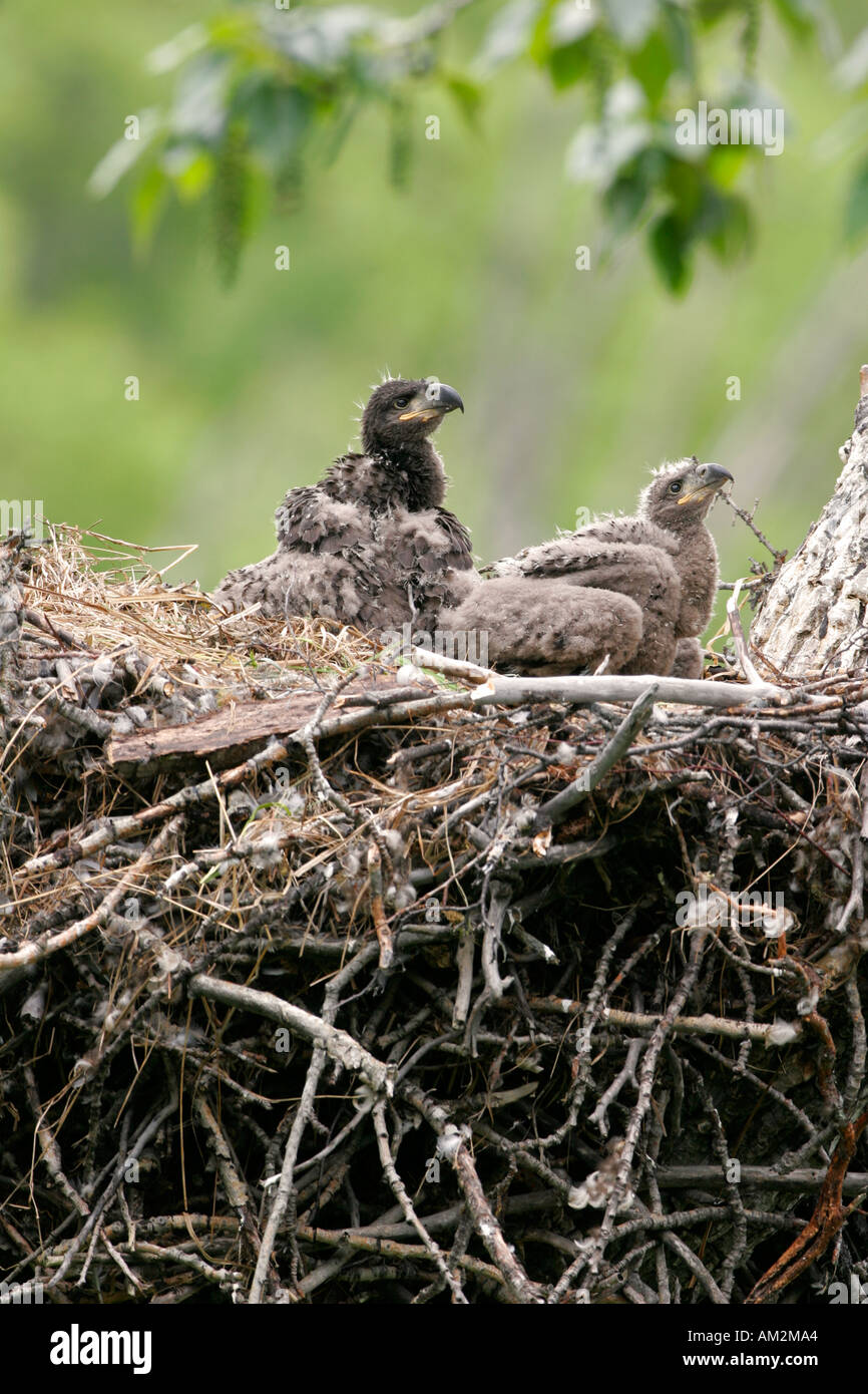 American bald eagle chicks hi-res stock photography and images - Alamy