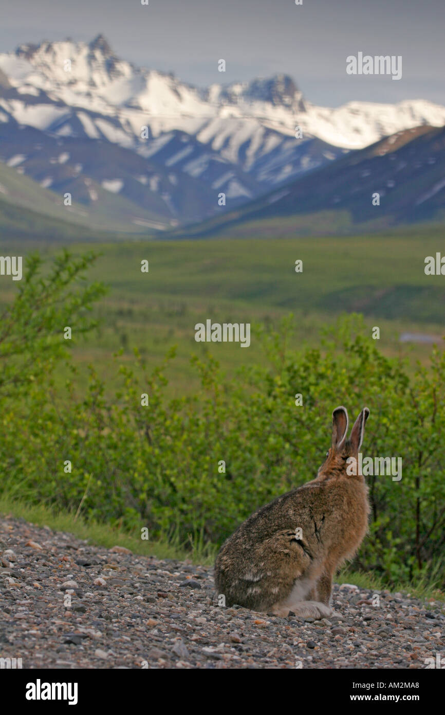 Snowshoe hare Lepus americanus near the Savage River Denali National ...