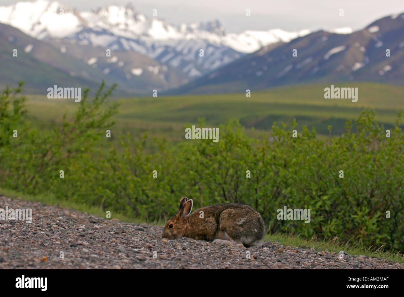 Snowshoe hare Lepus americanus near the Savage River Denali National ...