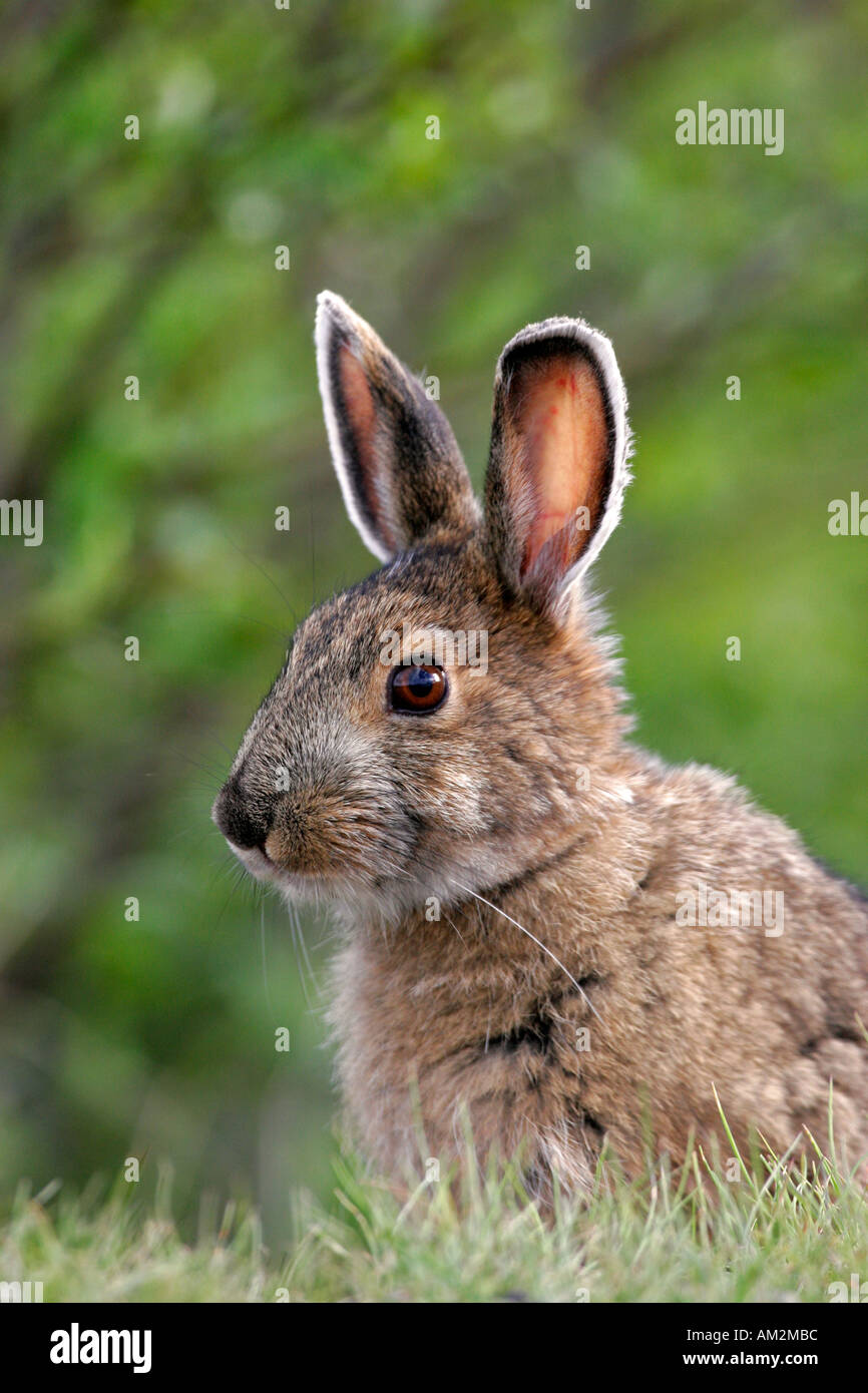 Snowshoe hare Lepus americanus near the Savage River Denali National ...