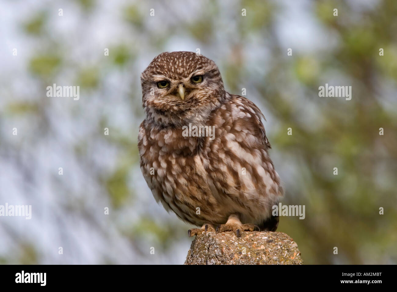 Inquisitive Little owl on post Stock Photo - Alamy