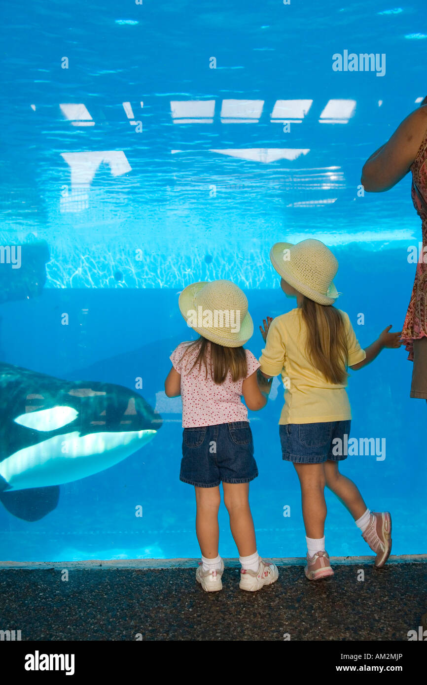 Killer Whale Tank Seaworld San Diego California Stock Photo - Alamy