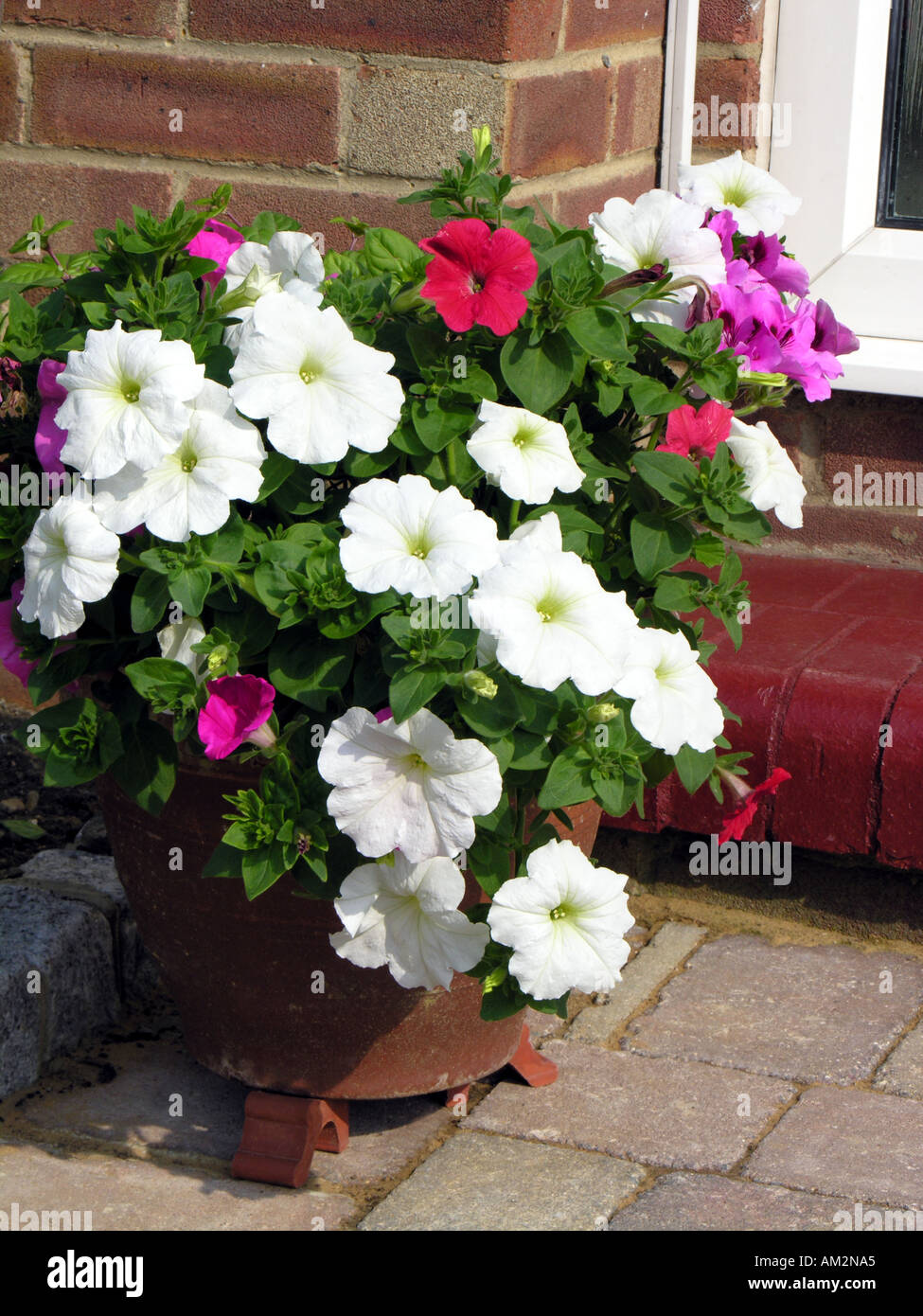 HORTICULTURE PETUNIA MULTIFLORA Stock Photo - Alamy