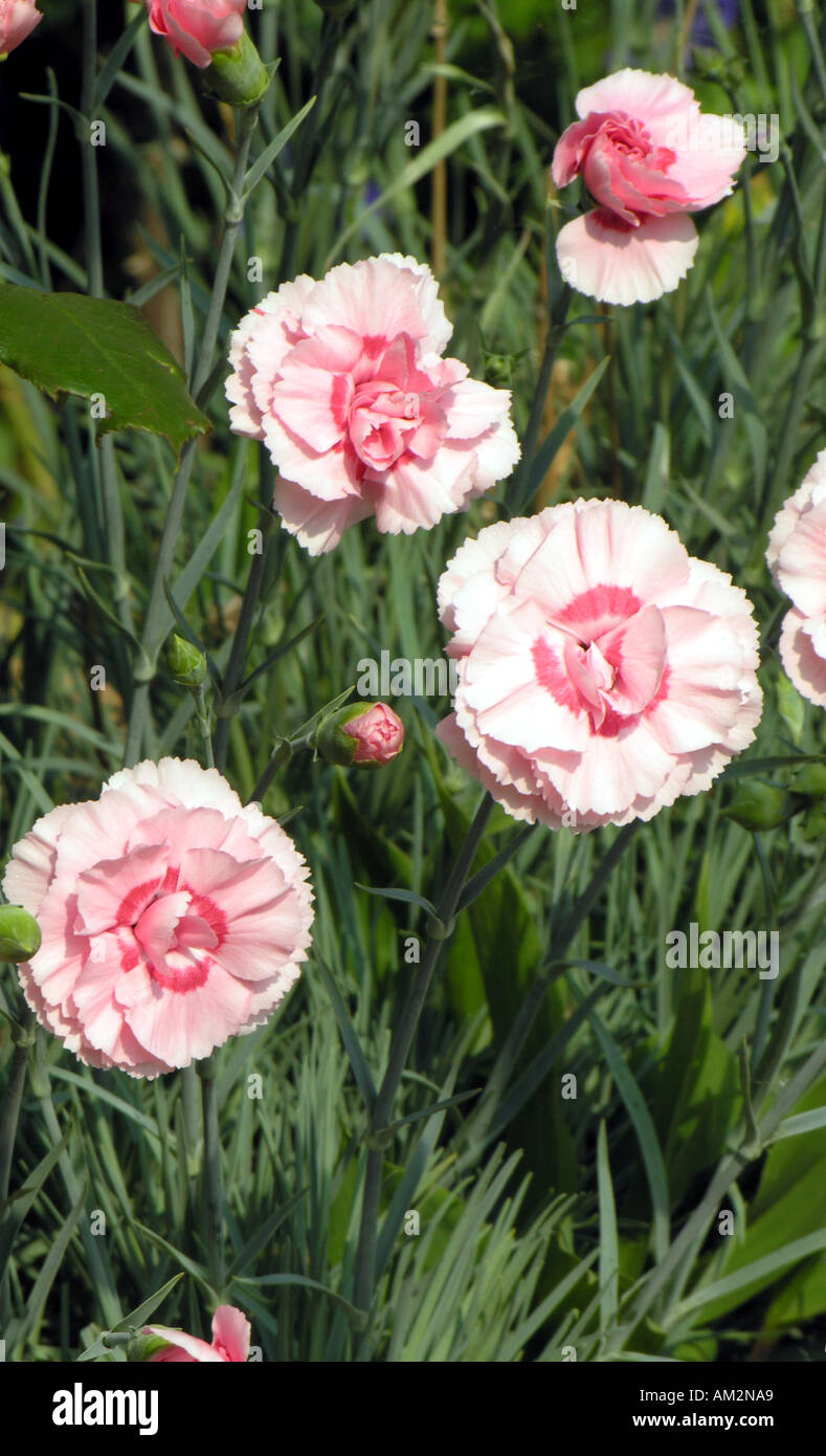 Dianthus doris hi-res stock photography and images - Alamy
