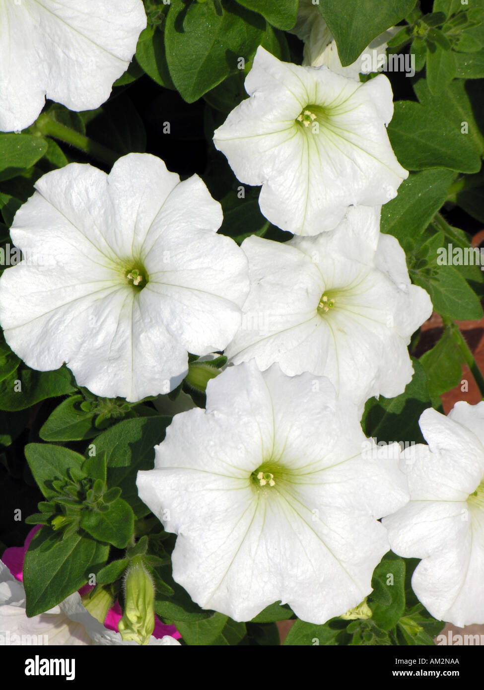 Petunia petunia multiflora hi-res stock photography and images - Alamy