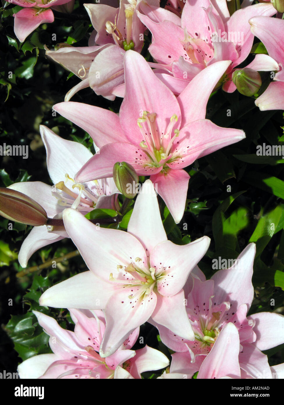 Elodie lily hi-res stock photography and images - Alamy