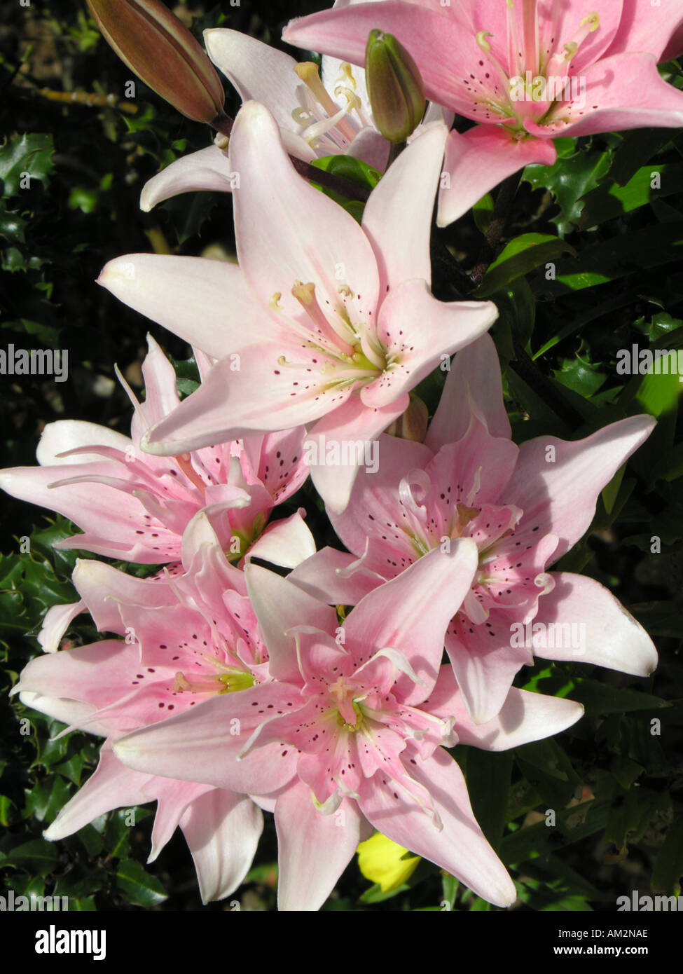 Elodie lily hi-res stock photography and images - Alamy