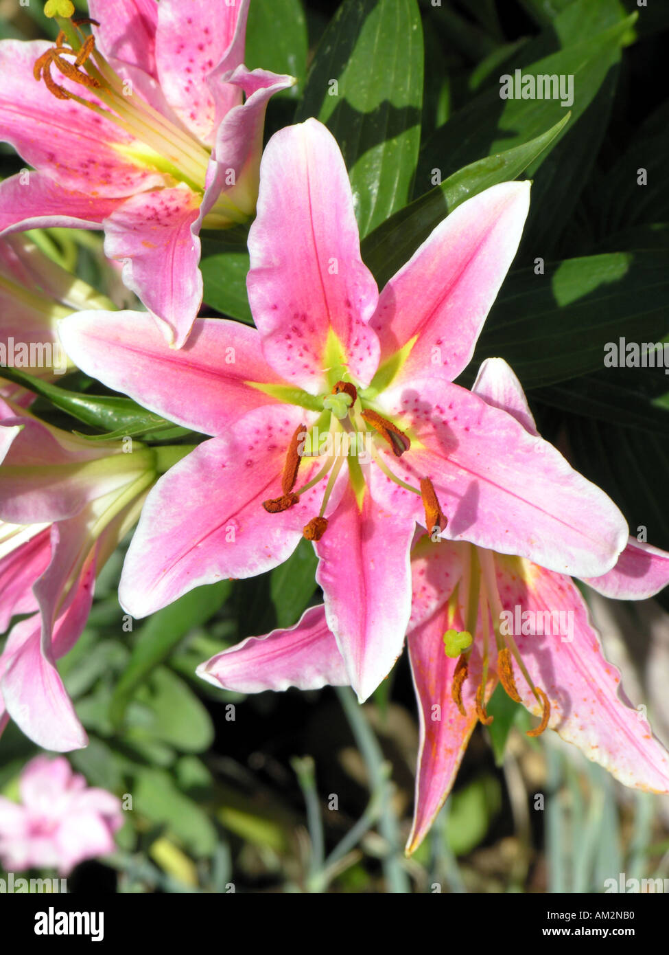 Stargazer lily plant hi-res stock photography and images - Alamy