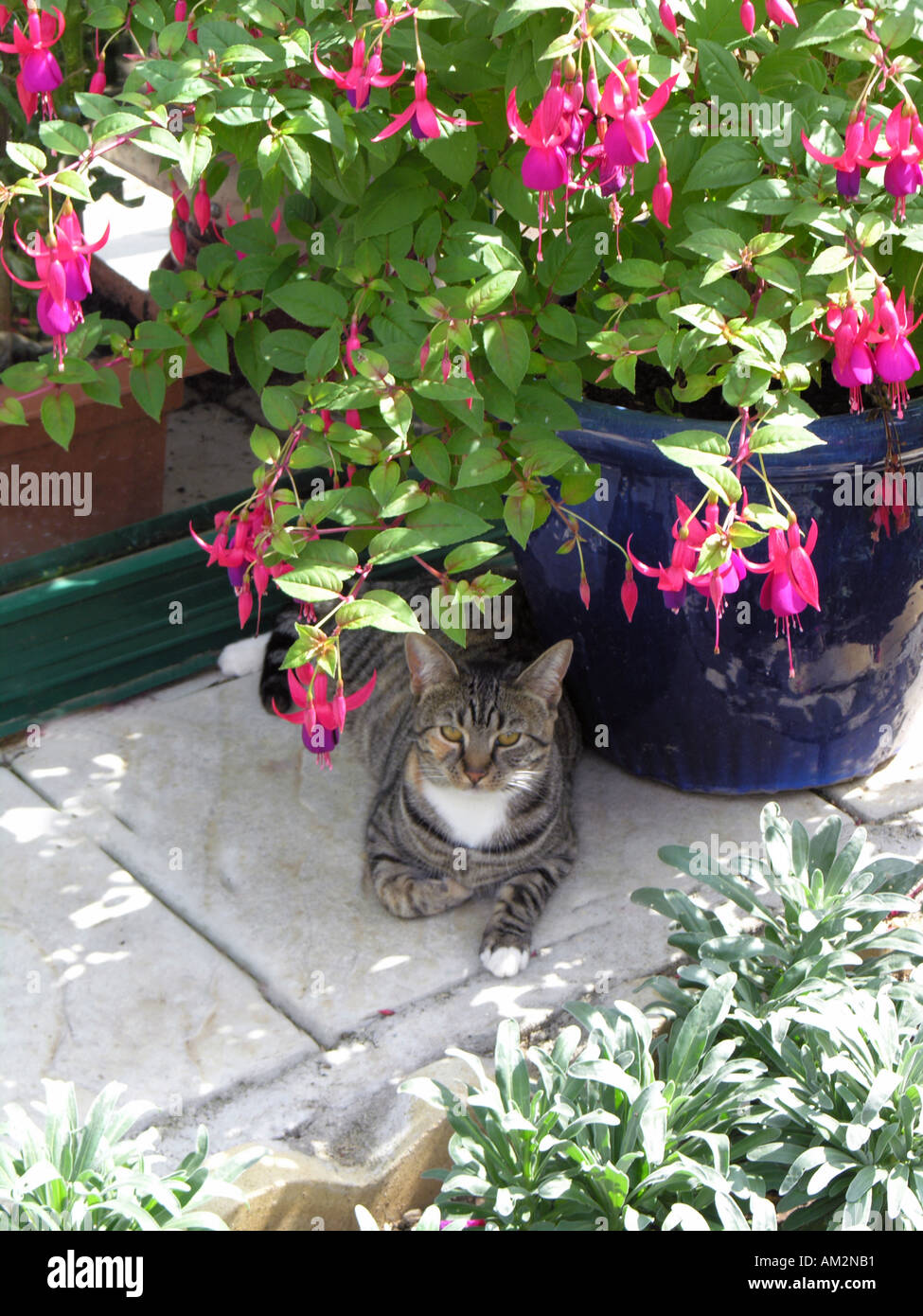 A CAT SHELTERS BELOW A FUCHSIA ON A PATIO Stock Photo - Alamy