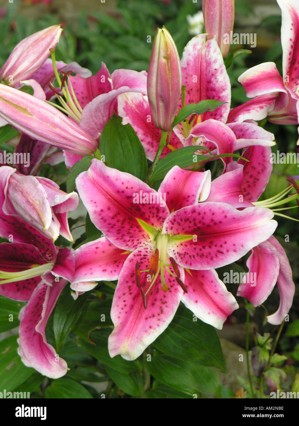 Lily star gazer hi-res stock photography and images - Alamy