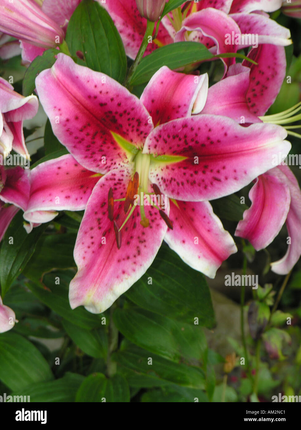 LILIUM LILY STARGAZER Stock Photo - Alamy