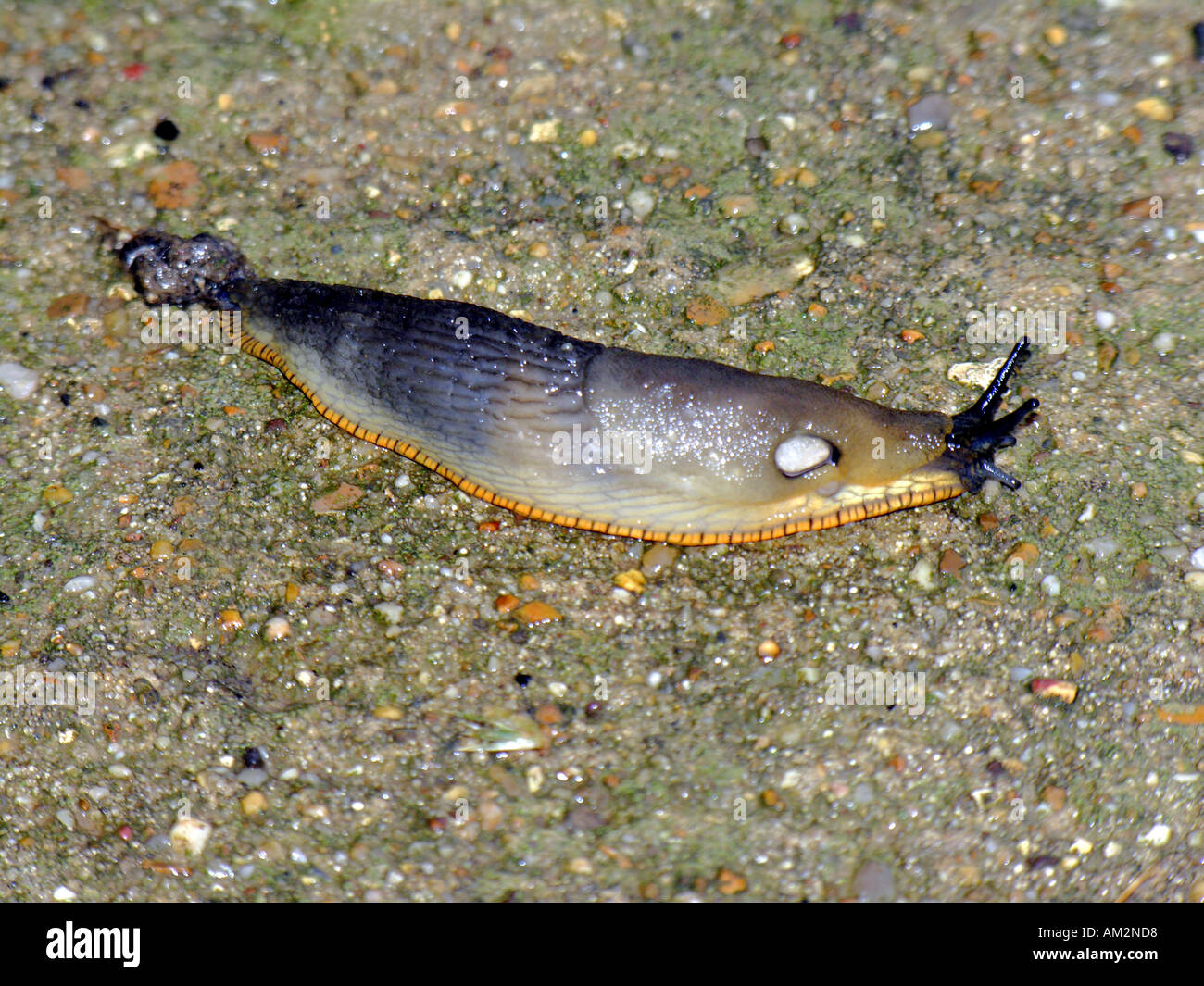 Pest destroyer hi-res stock photography and images - Alamy