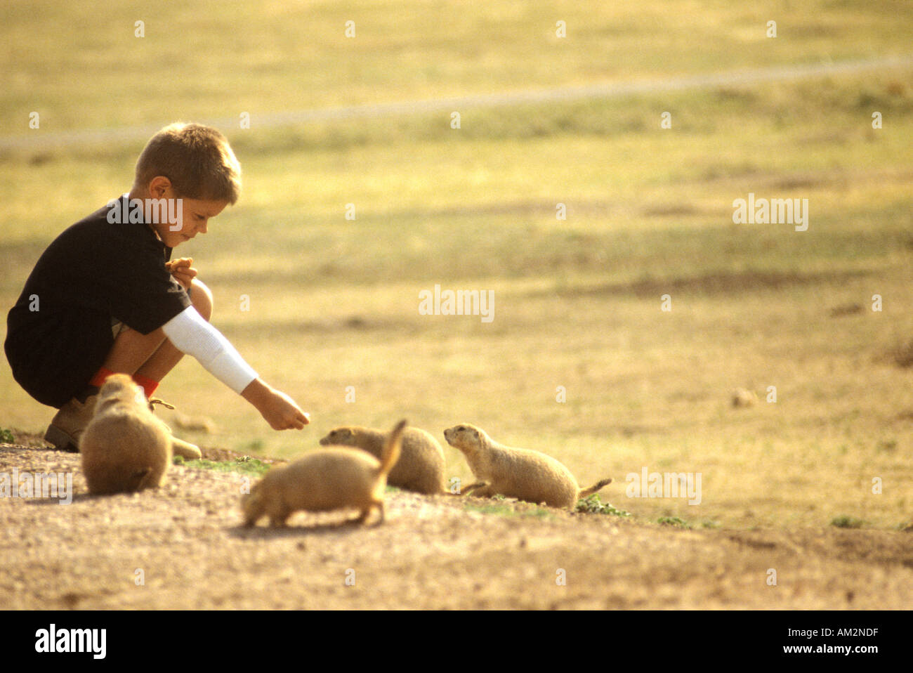 Boy feeding Gophers in South Dakota Stock Photo - Alamy
