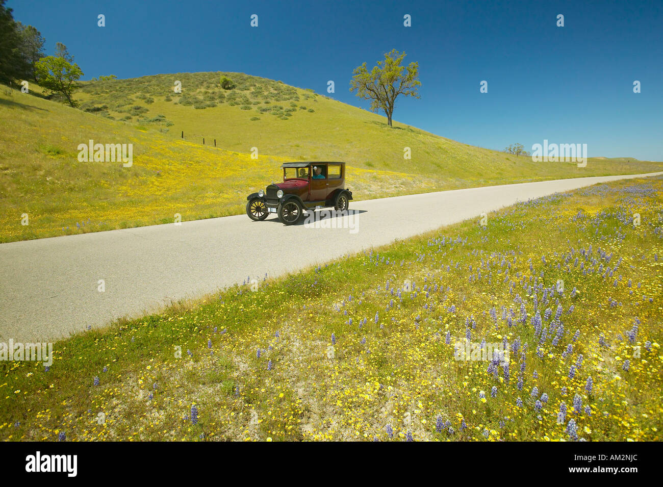 A maroon Model T driving down a scenic road surrounded by spring ...