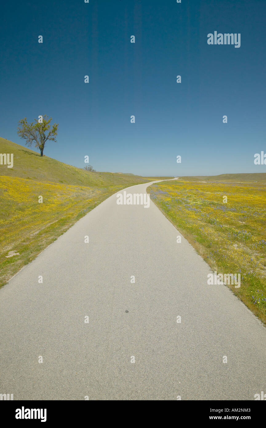 California highway flowers in bloom hi-res stock photography and images ...