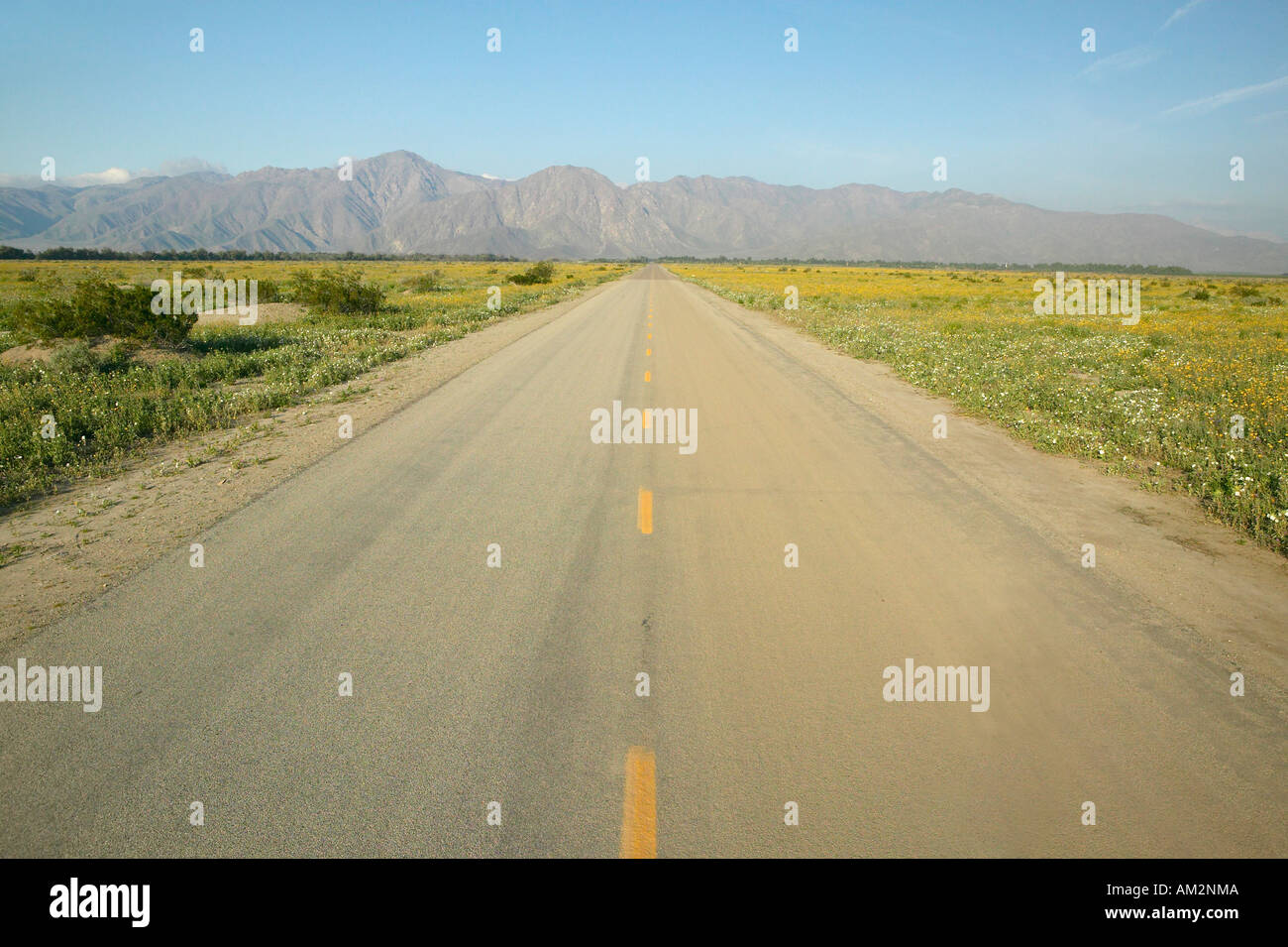 A yellow line and lonely roadway through flower fields in the Spring ...