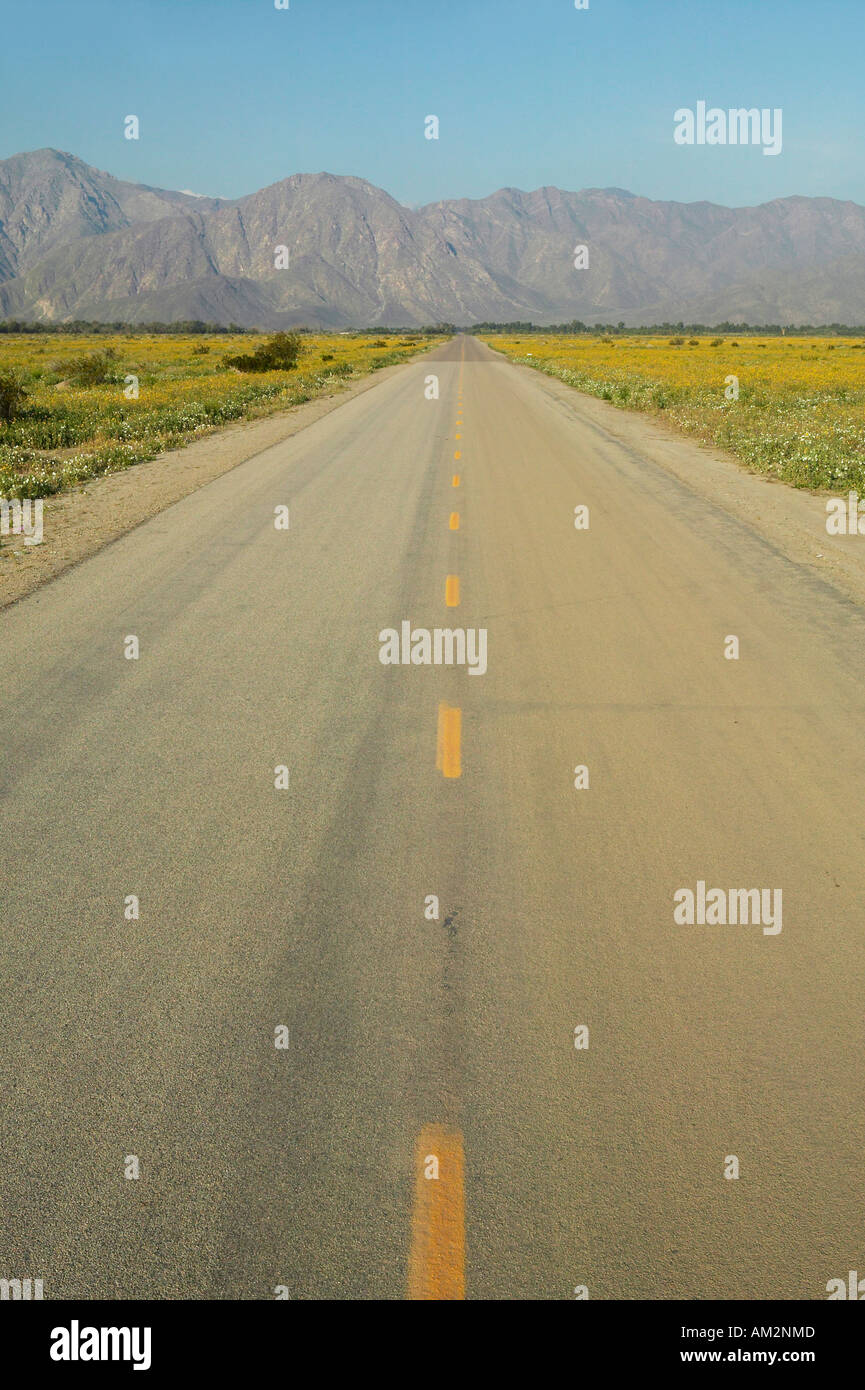 A yellow line and lonely roadway through flower fields in the Spring ...