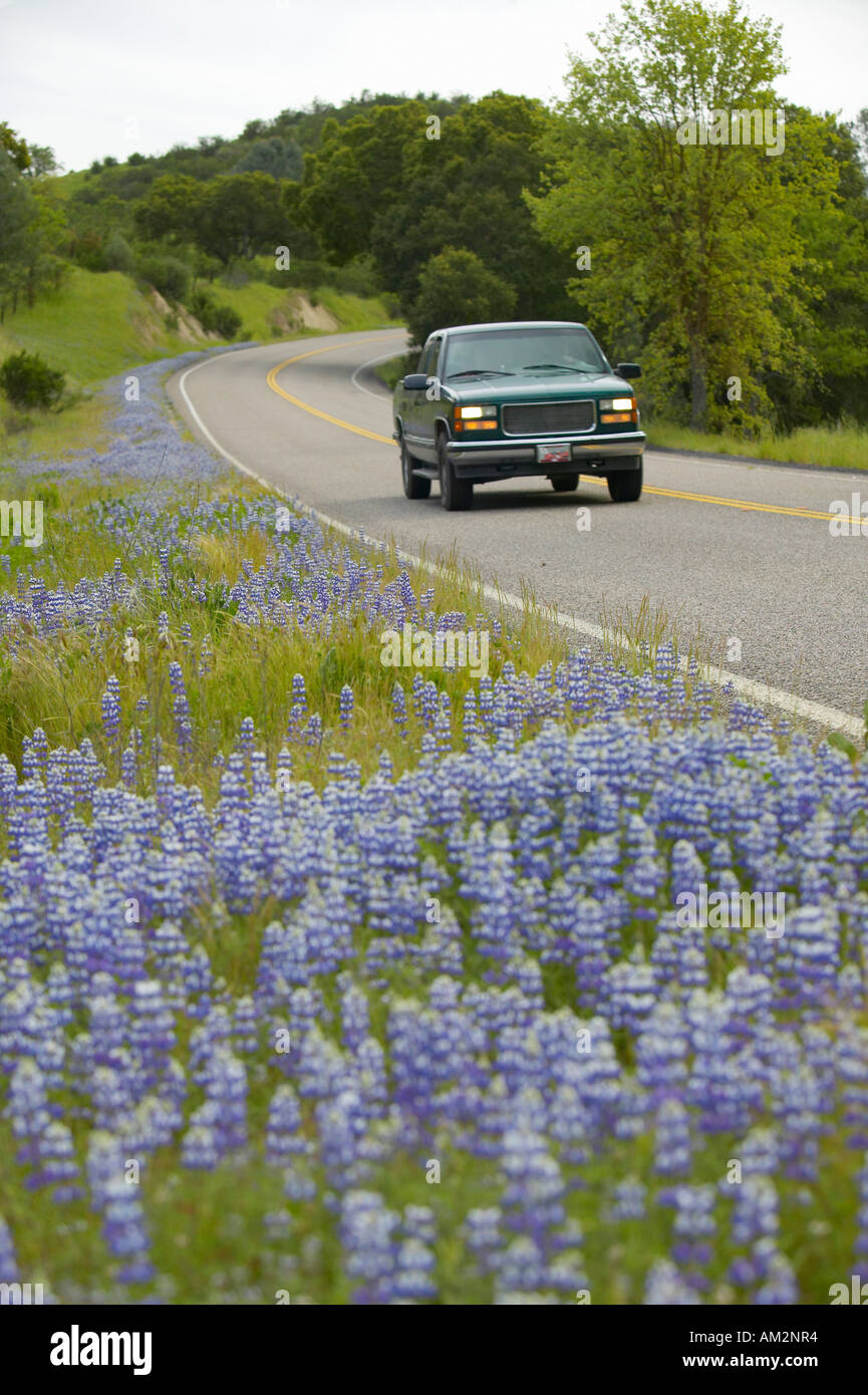 Car driving past roadside lupines Stock Photo - Alamy