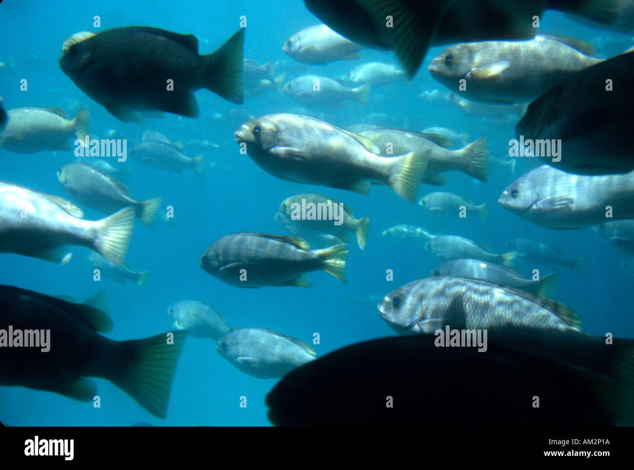 A School of Fish in Beautiful Tropical Water Stock Photo - Alamy