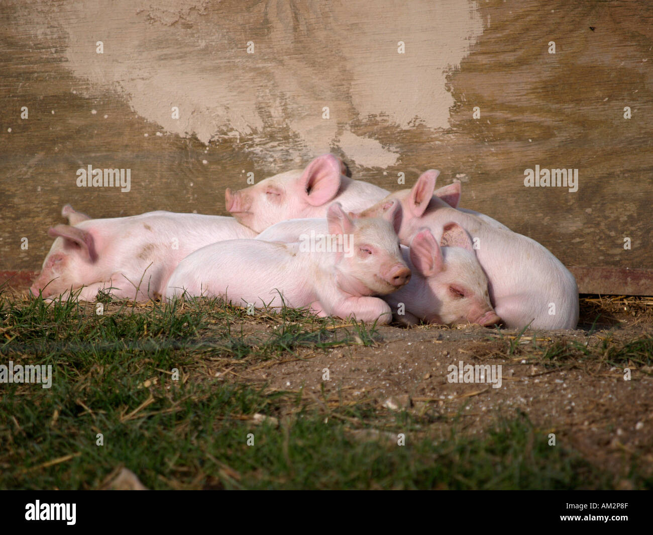 Outdoor pigs basking in the sun Hampshire UK Stock Photo - Alamy