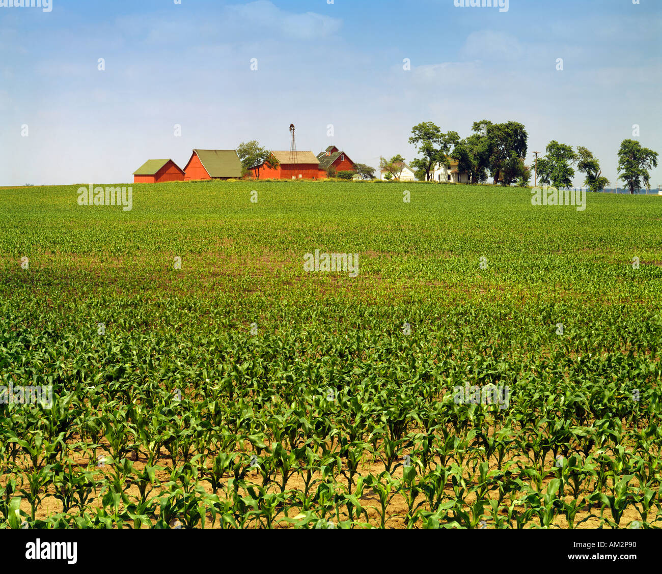 Mid Western corn farm in Wisconsin USA Stock Photo - Alamy