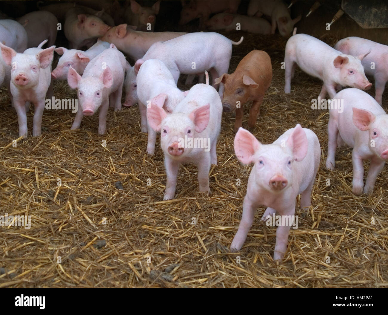 Group of baby pigs Hampshire UK Stock Photo - Alamy