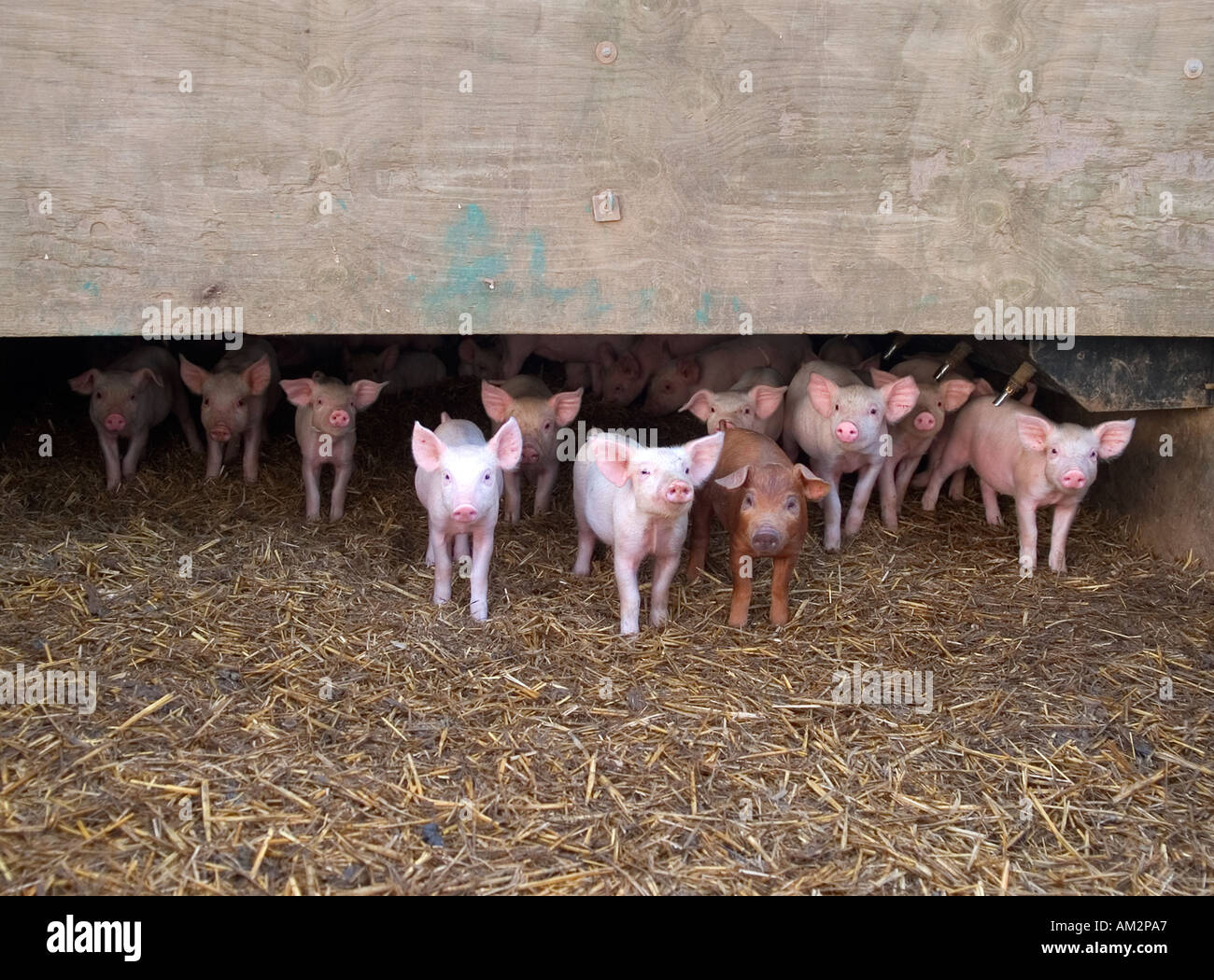 Rearing hut hi-res stock photography and images - Alamy