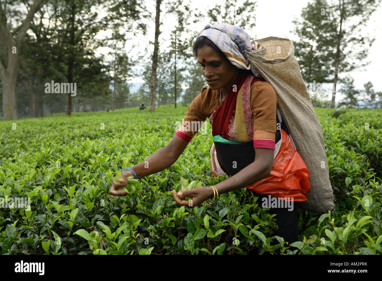 A Sri Lankan Tamil tea estate worker in action on a highland plantation ...