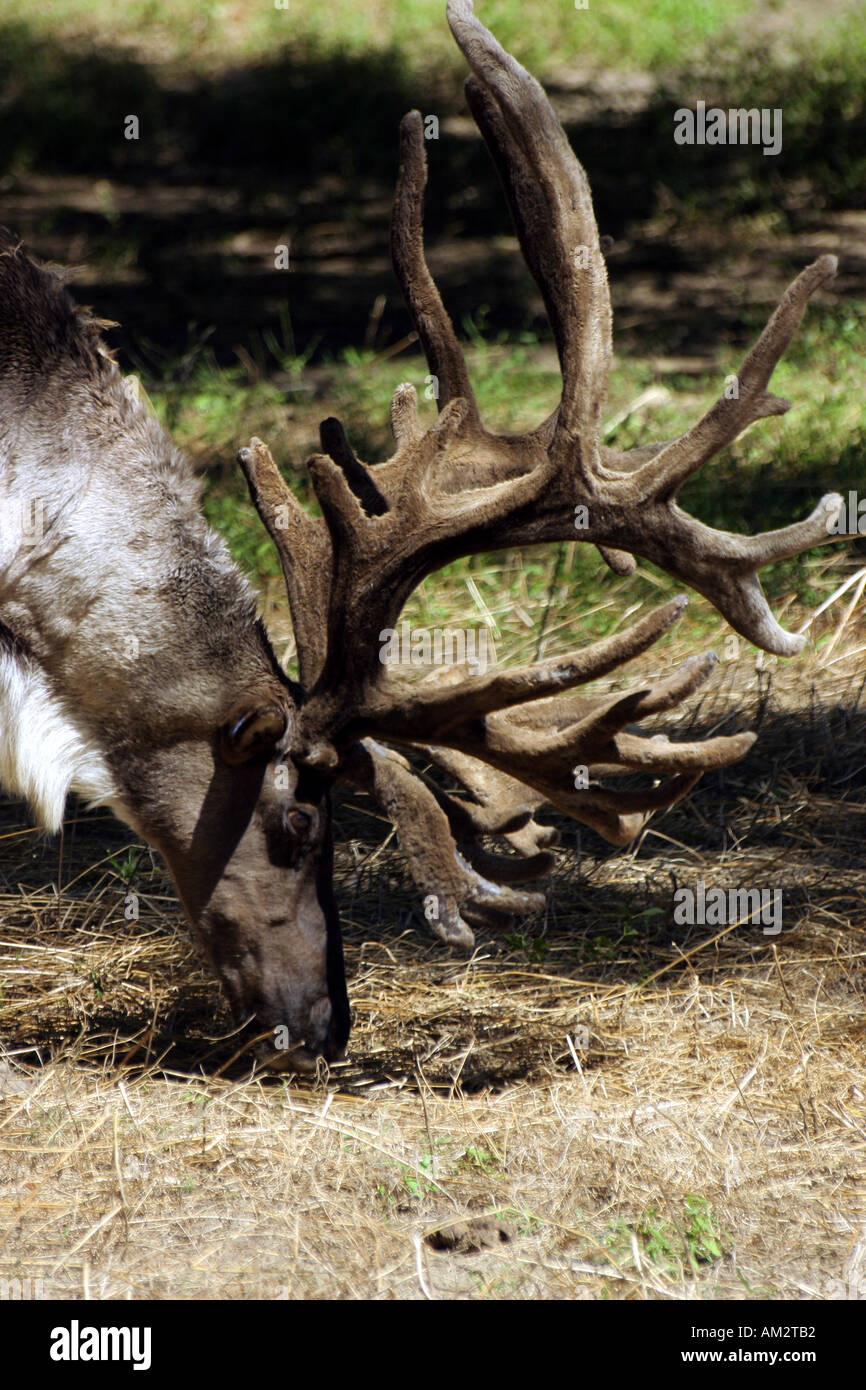 Deer feeding at zoo hi-res stock photography and images - Alamy
