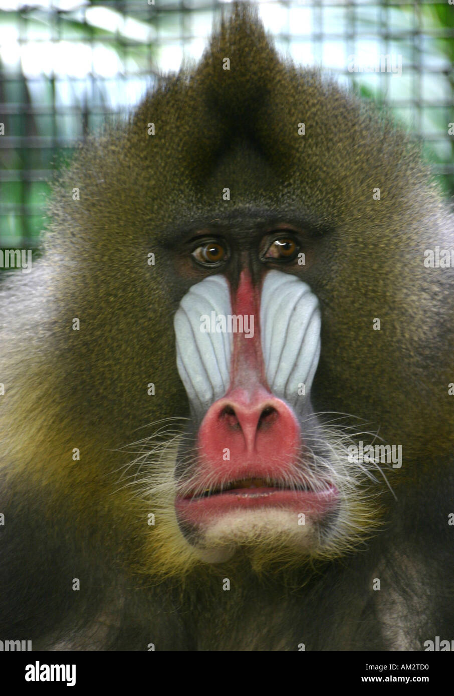 Close-up Portrait of a Mandrill Stock Photo - Alamy