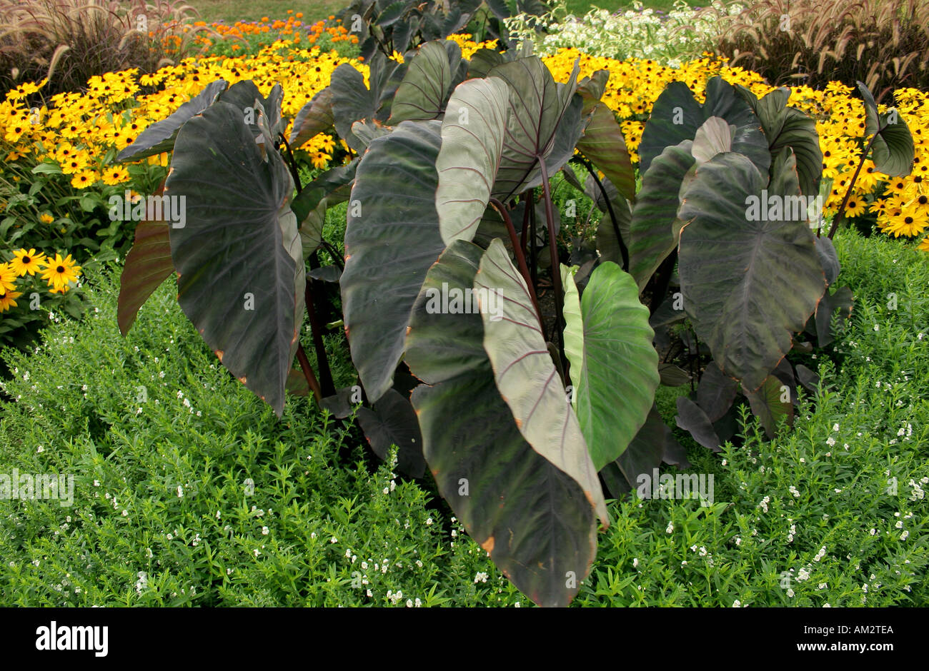 Millenium Park Flowers Stock Photo - Alamy