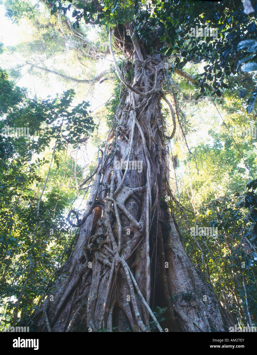 Paradise fig hi-res stock photography and images - Alamy