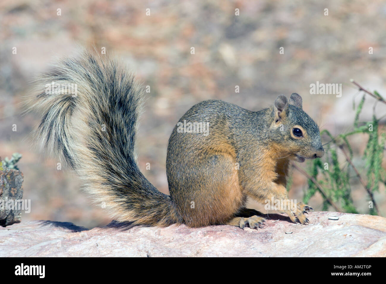 Apache Fox Squirrel Sciurus nayaritensis chiricahuae Portal Chiricahua ...