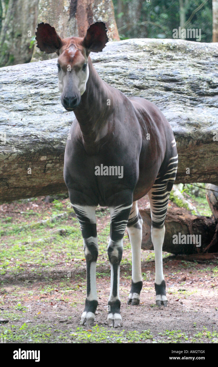 Okapi, Okapia johnstoni Stock Photo - Alamy