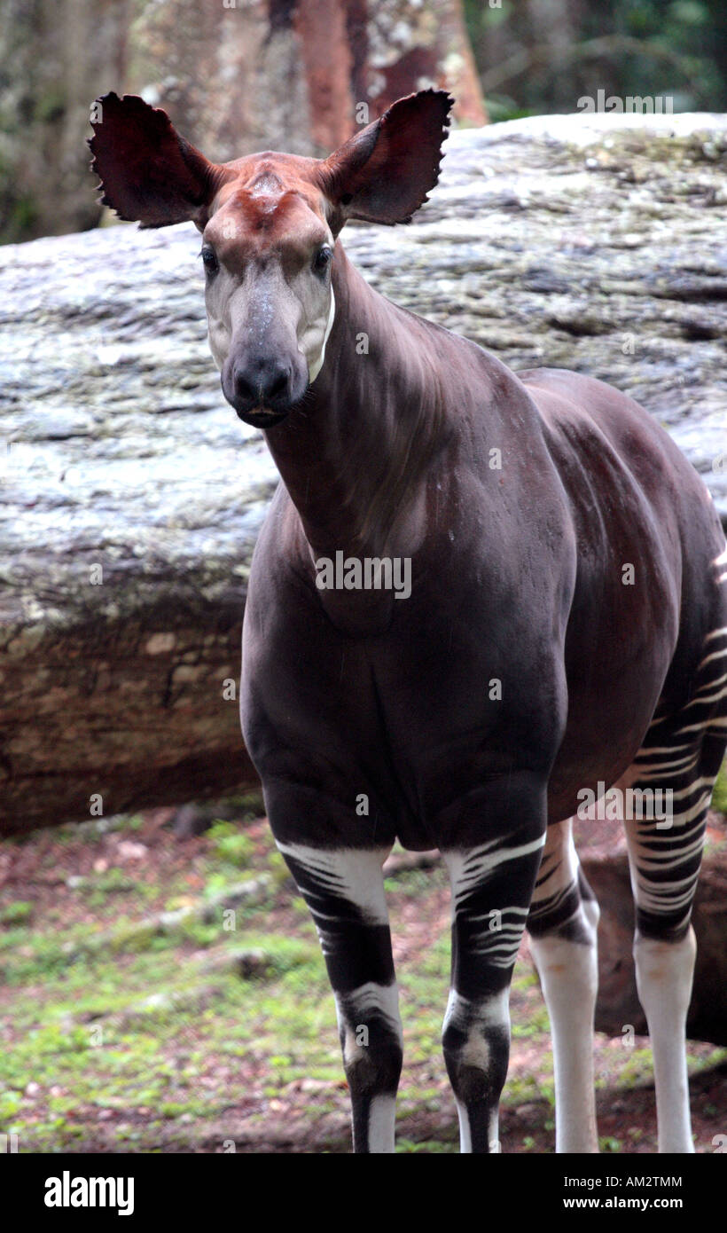 Okapi High Resolution Stock Photography and Images - Alamy