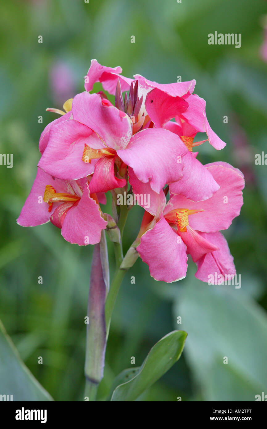 Rosa indica hi-res stock photography and images - Alamy