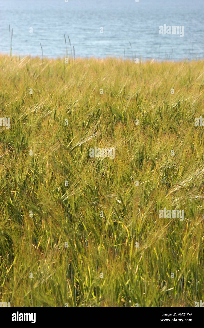 wheat field and sea Stock Photo - Alamy