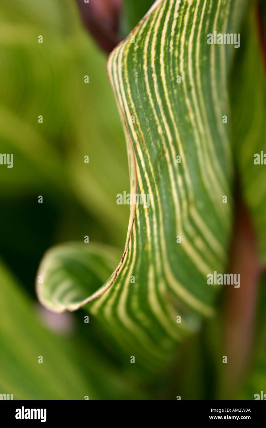 Variegated leaf garden hi-res stock photography and images - Alamy