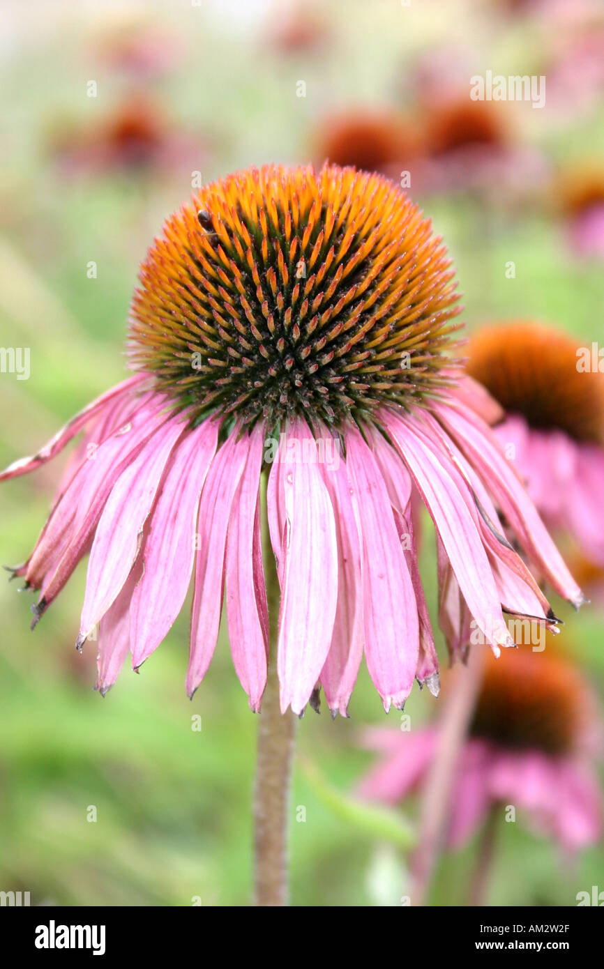 Globe like flower hi-res stock photography and images - Alamy
