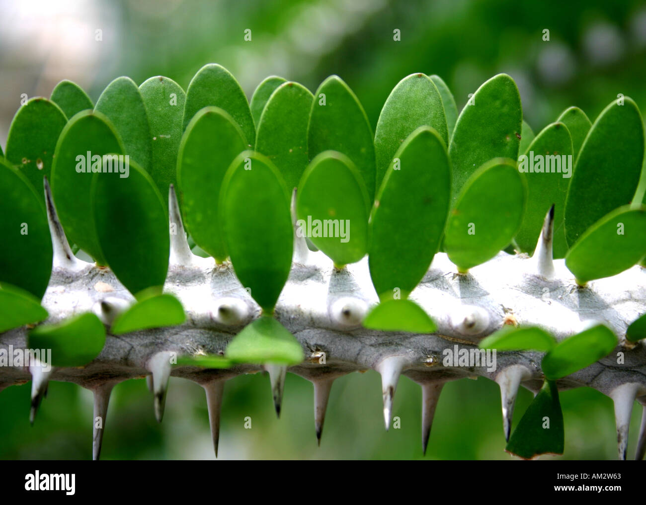 Alluadia procera hi-res stock photography and images - Alamy