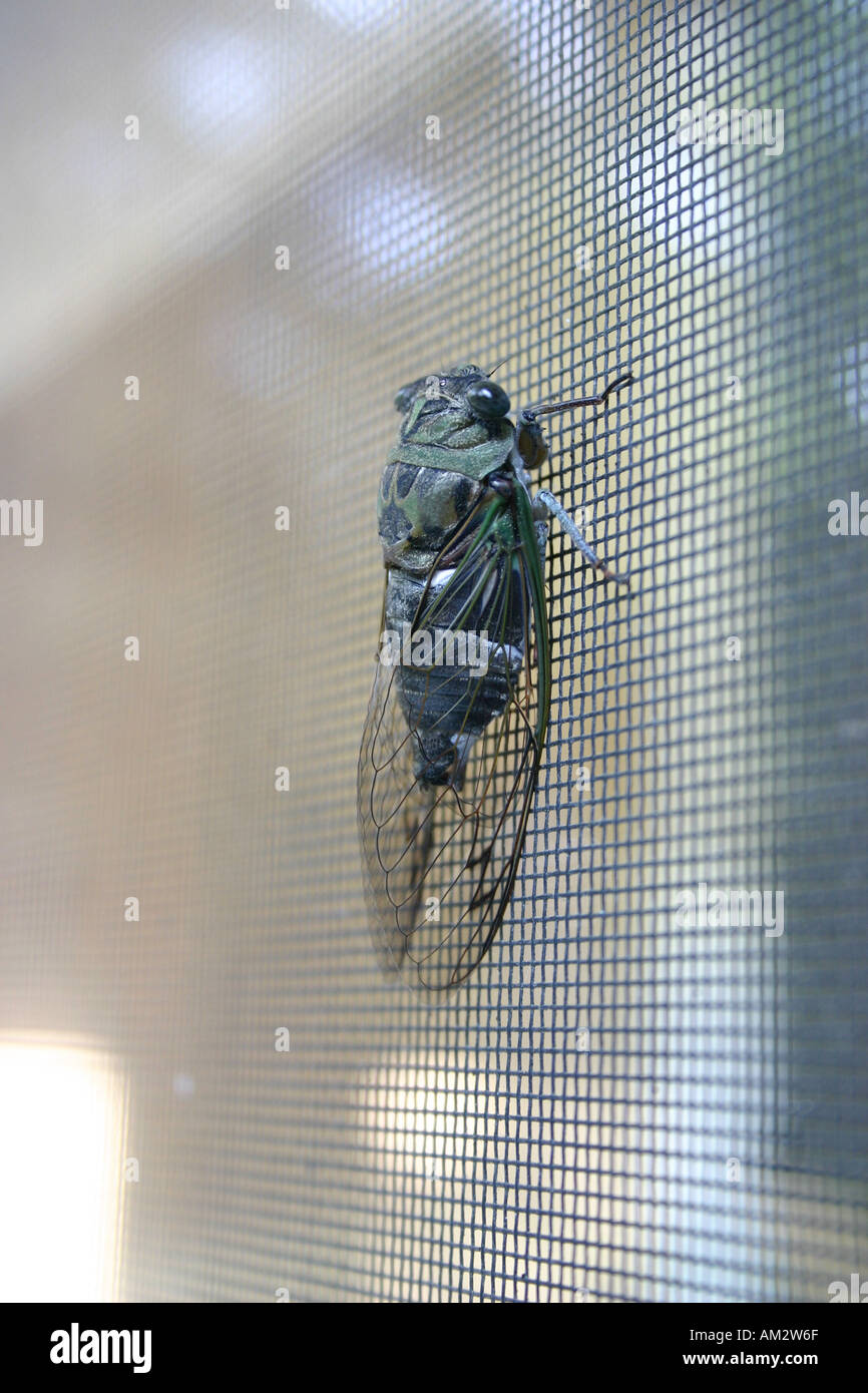 Illinois insect hi-res stock photography and images - Alamy