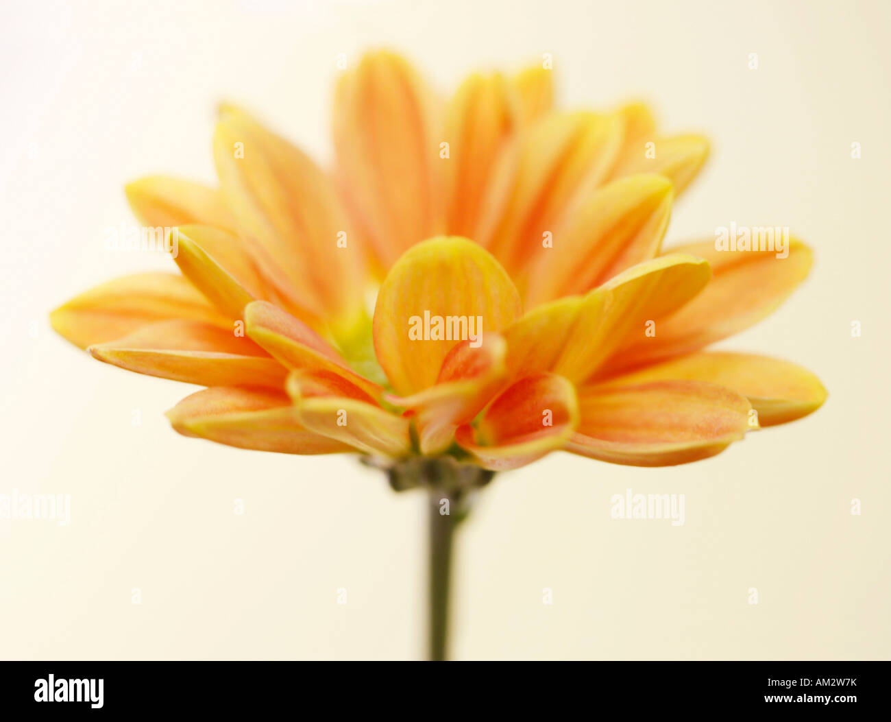 Aster, winter aster Stock Photo - Alamy