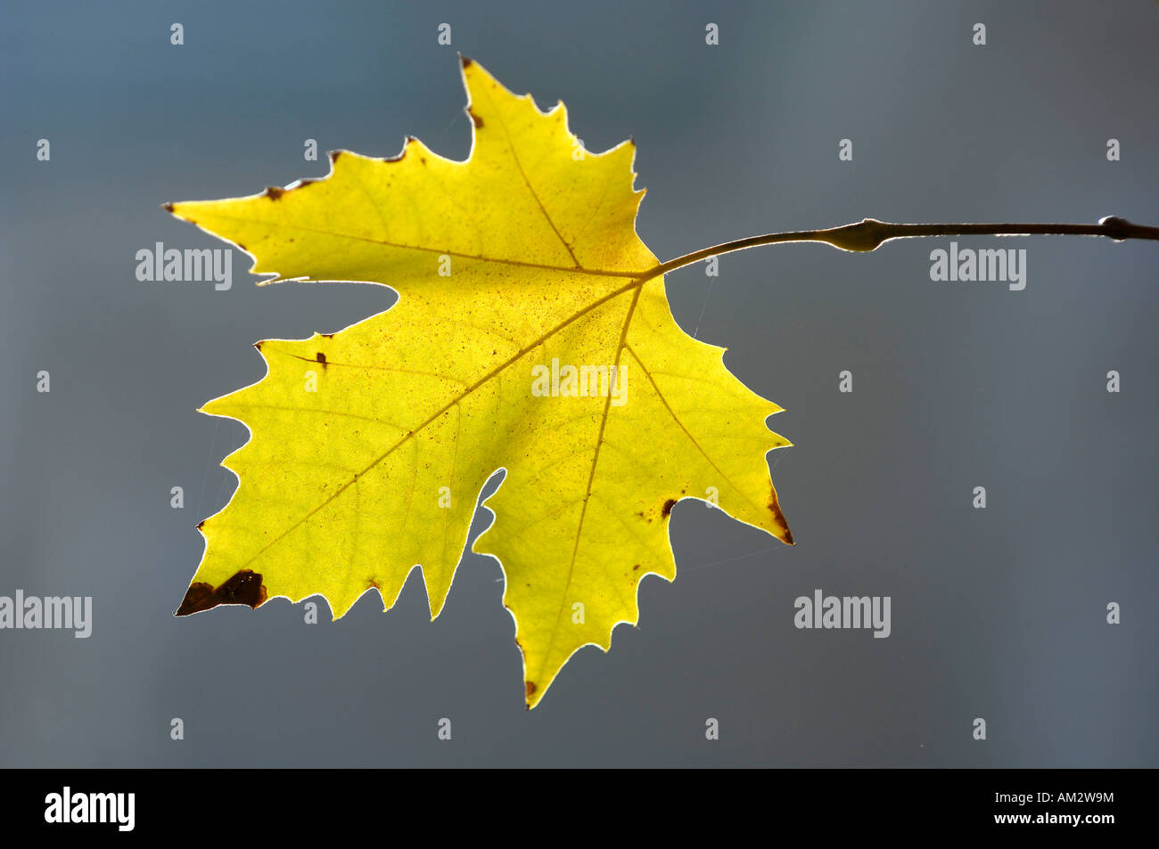 Fade seasons hi-res stock photography and images - Alamy