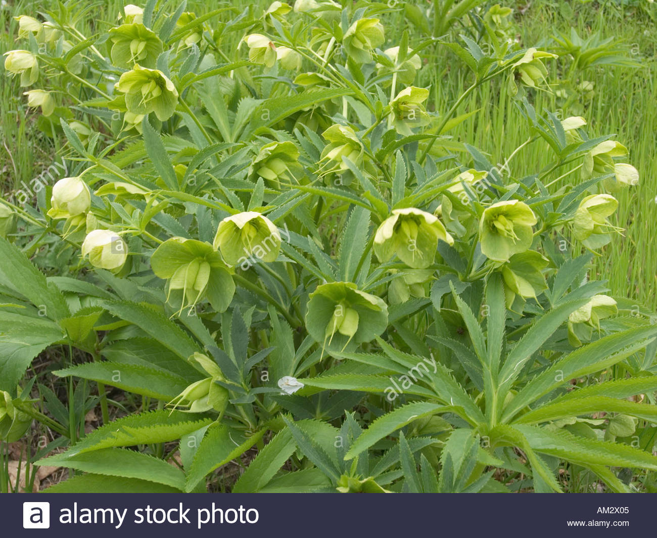 Helleborus viridis green hellebore wild Stock Photo, Royalty Free Image ...