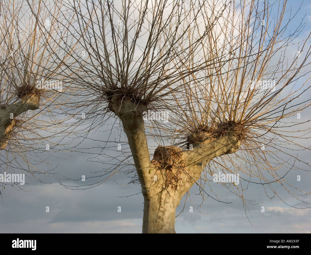 Pollarded plane trees hi-res stock photography and images - Alamy