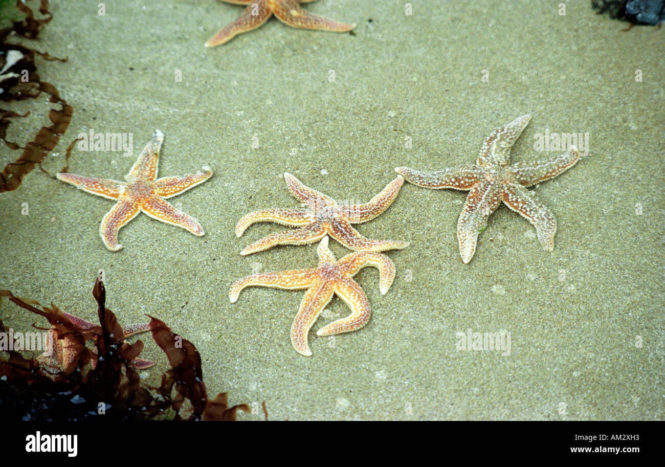 Welsh starfish hi-res stock photography and images - Alamy